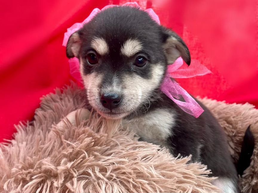 Кутята мелкой породы в дар