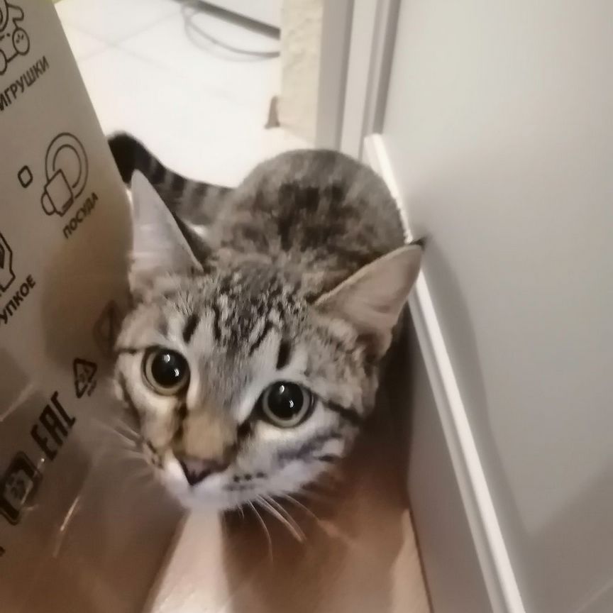 Кошки в добрые руки