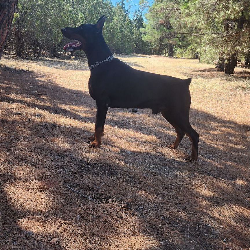 Доберман вязка