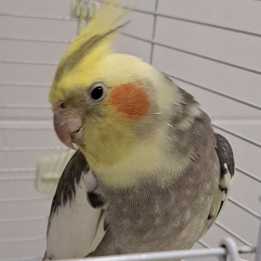 Попугай корелла с клеткой