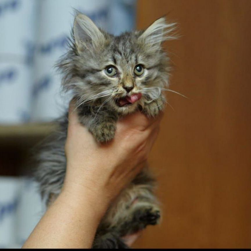 Котенок