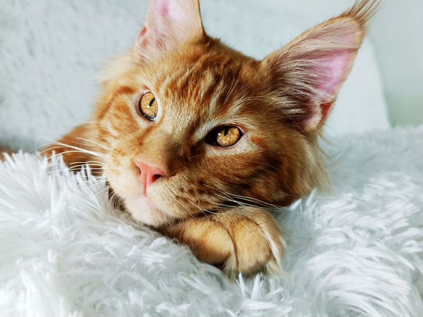 Хьюмaн котенок Мейн кун