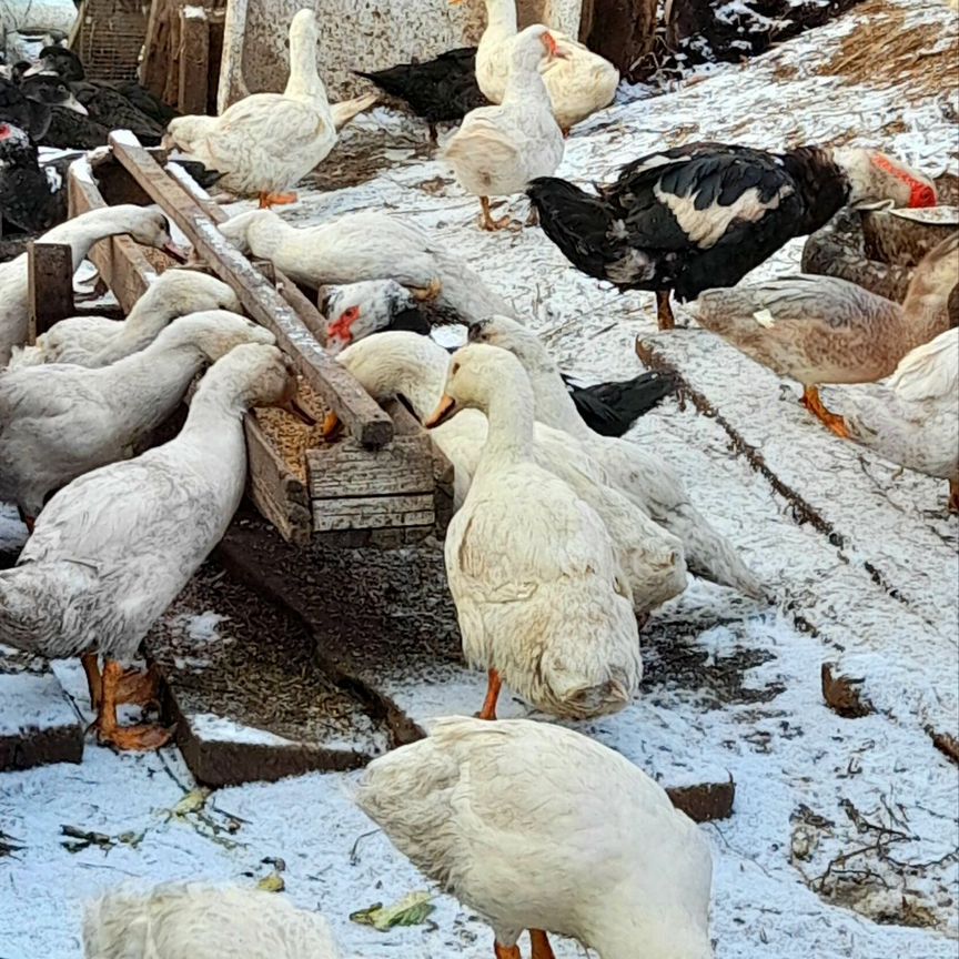 Утки мускусные,агидель