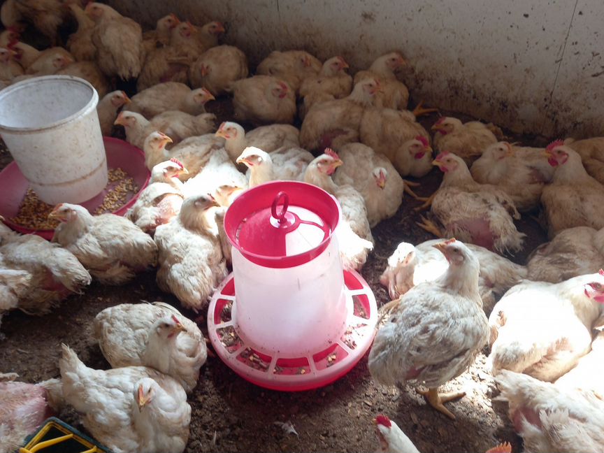 Куры бройлеры кобб500 живым весом