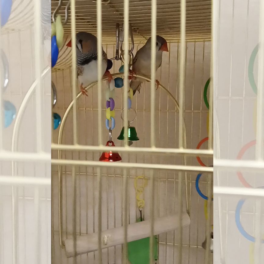 Амадины с большой клеткой,6 шт