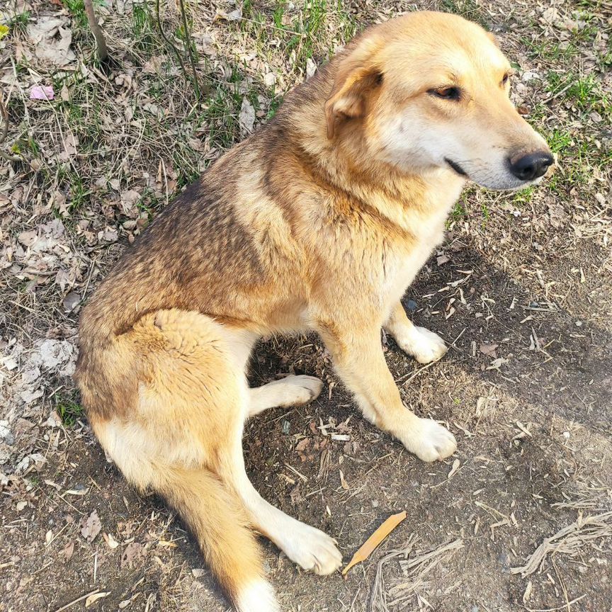 Взрослая собака в добрые руки