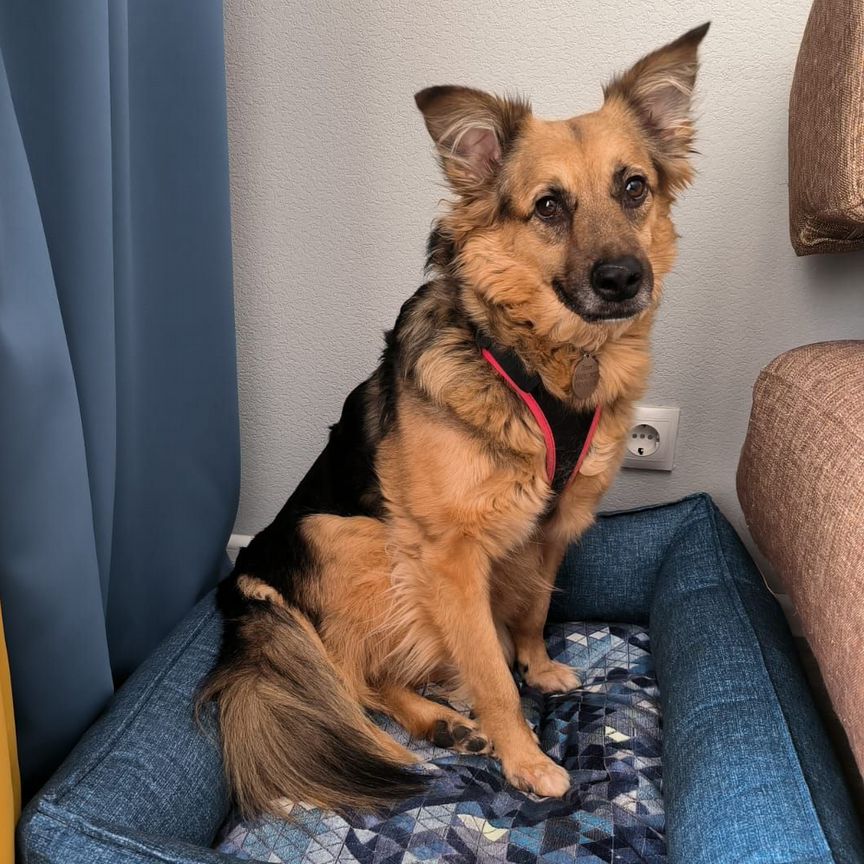 Взрослая собака в добрые руки