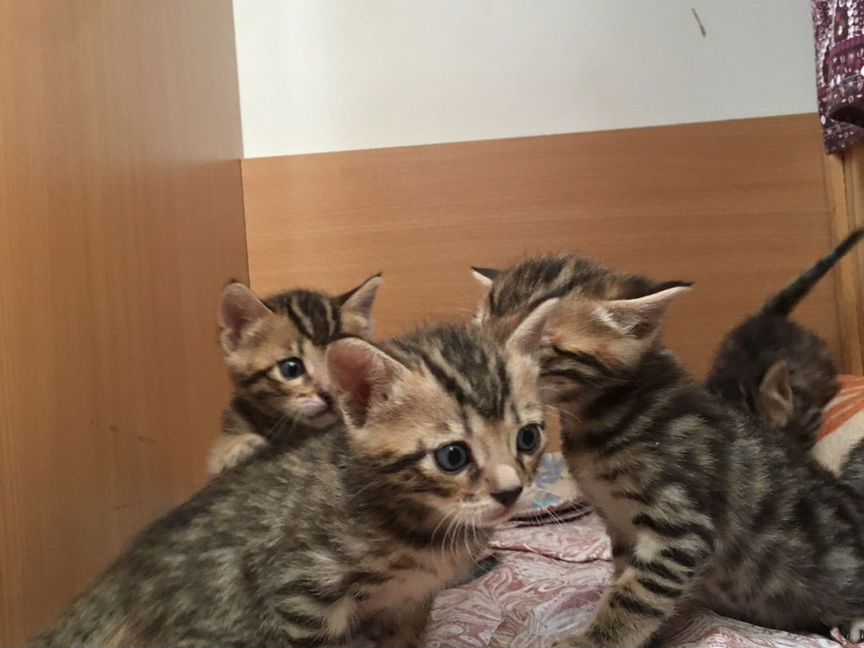 Бенгальская