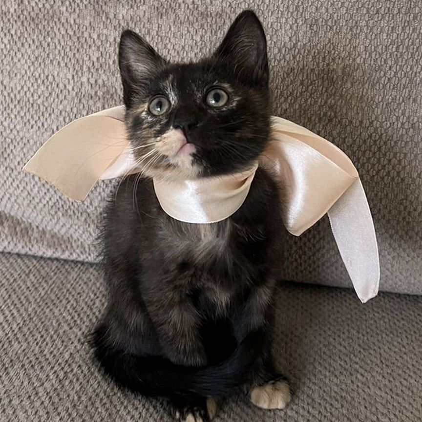 Котята