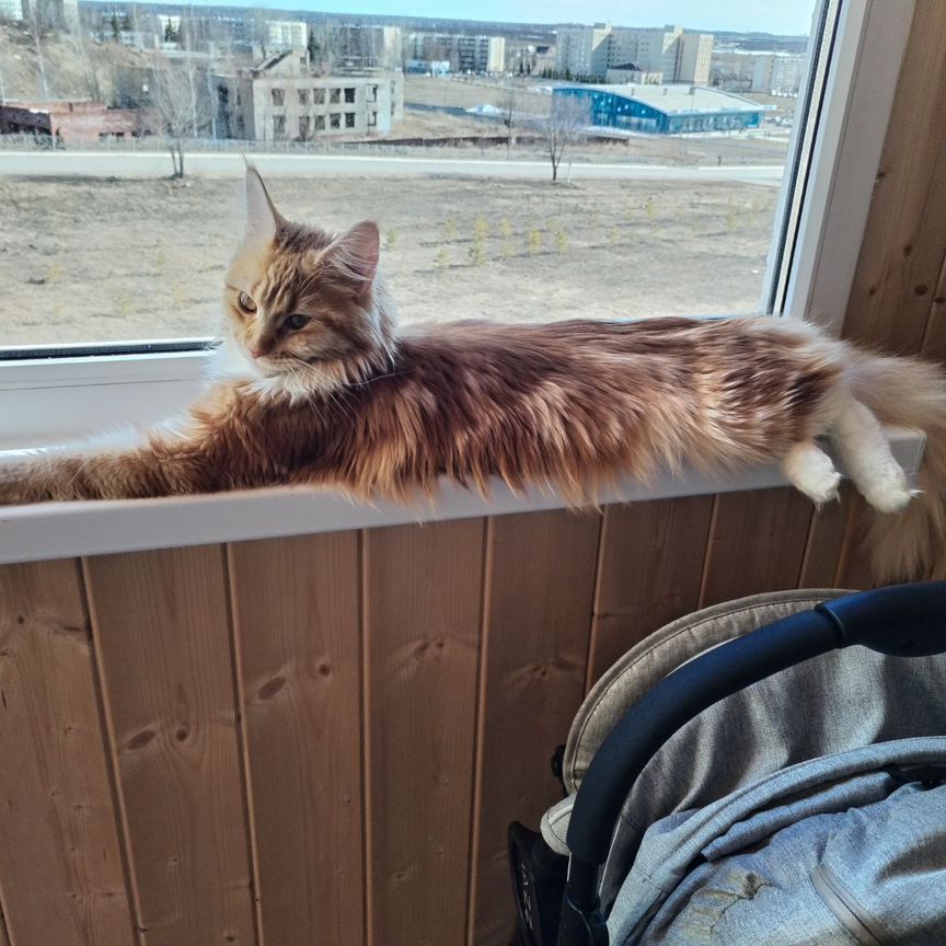 Кошка мейн-кун отдам 9 месяцев