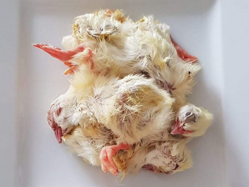 Цыплята суточные шоковая заморозка