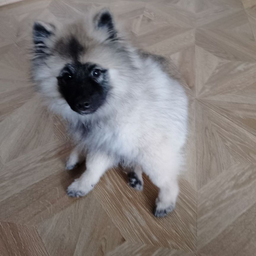 Щенки кеесхонда