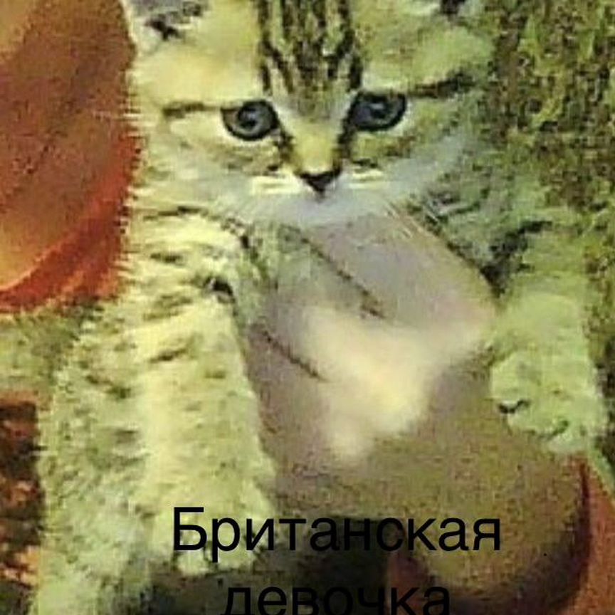 Британский короткошёрстный котёнок