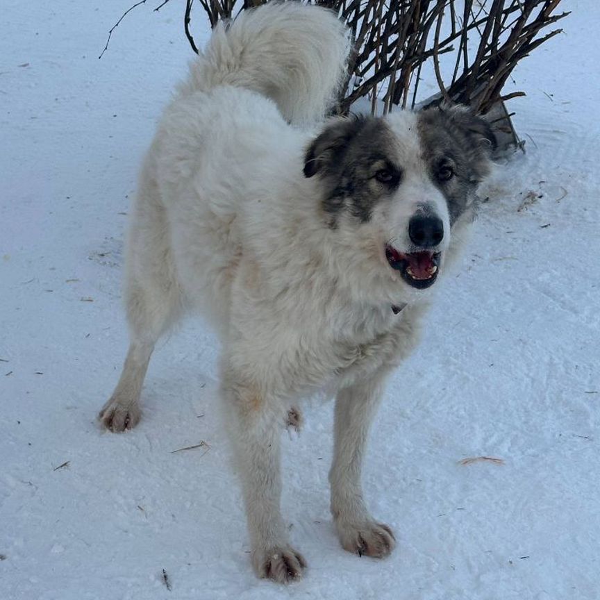 Взрослый пёс в добрые руки