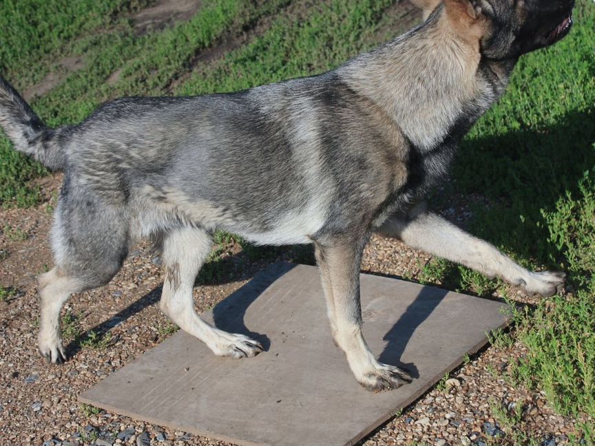 Зонарная вео щенок