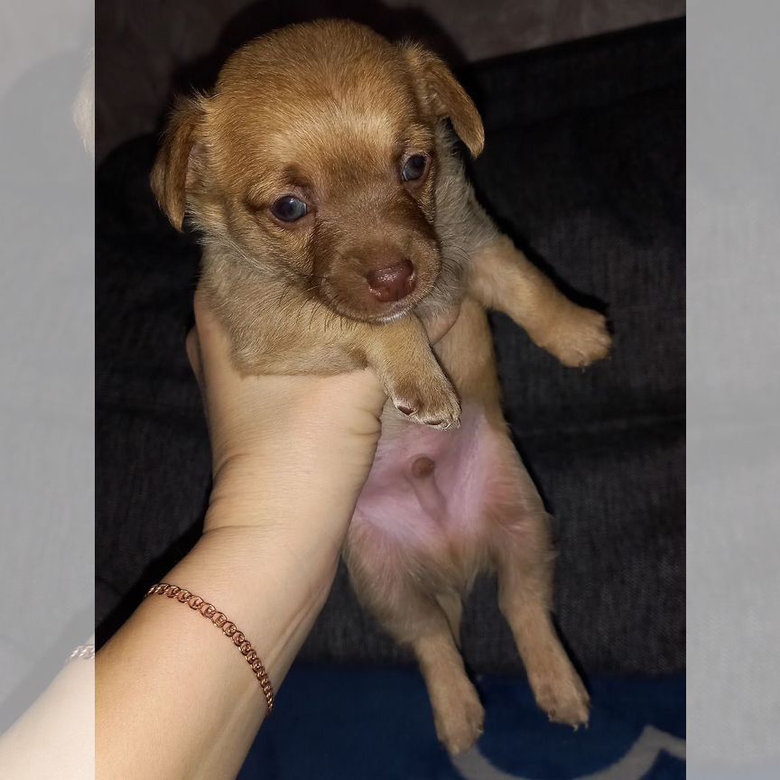 Чихуахуа, щенок