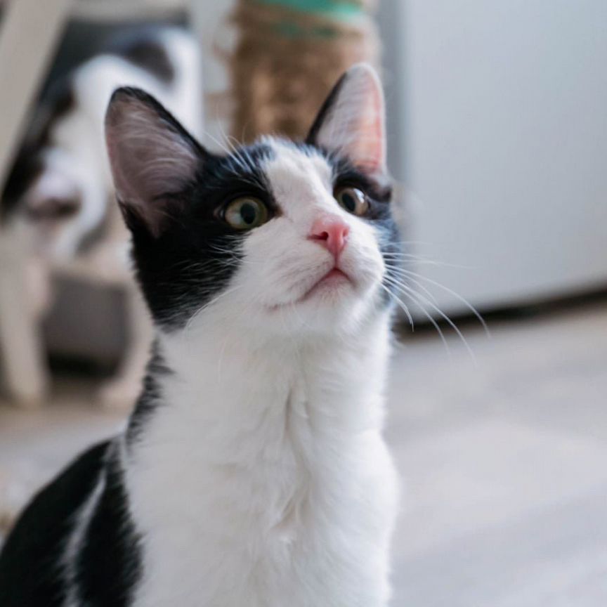 Котик в добрые руки