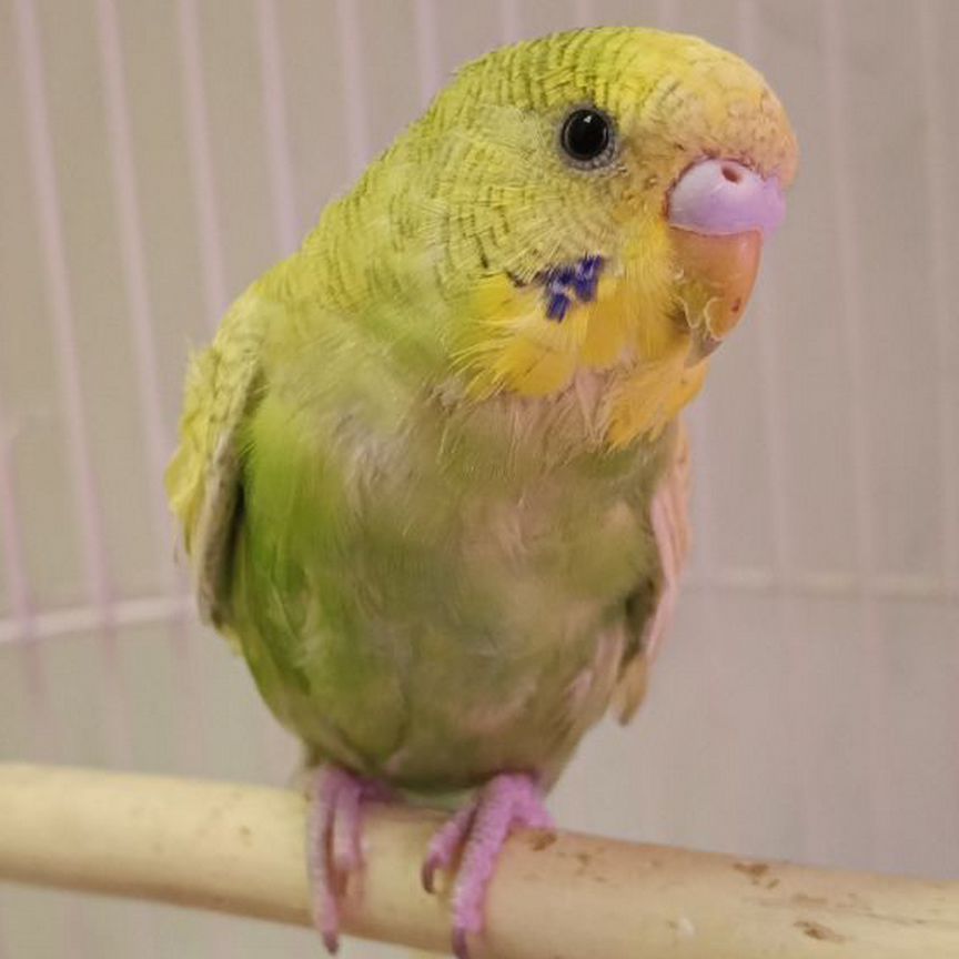 Птенец волнистого попугая