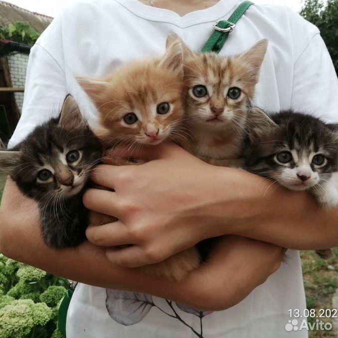 Котята рыжий котик кошечка котенок