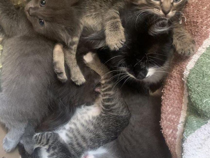 Котята породы белунг в добрые руки