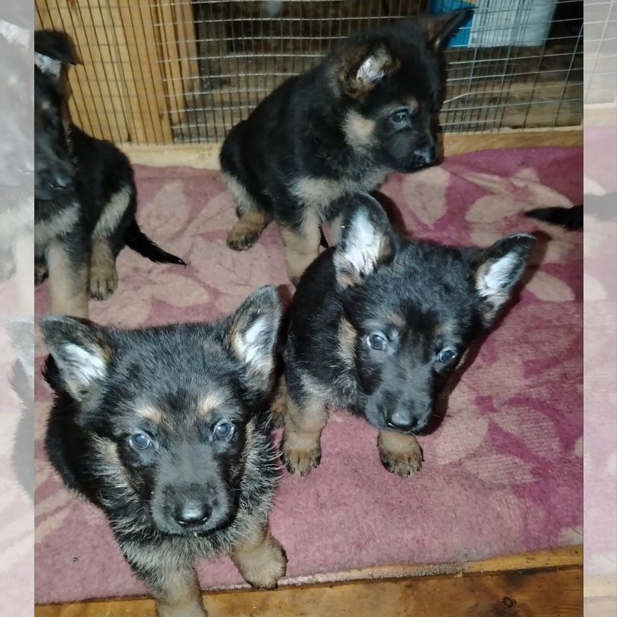 Немецкая овчарка, щенок