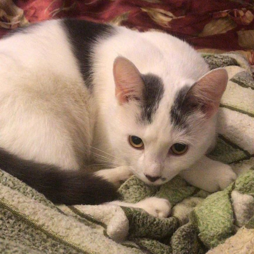 Одам кошку в добрые руки