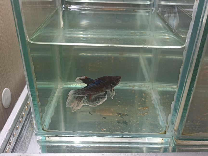 Рыбка петушок самец