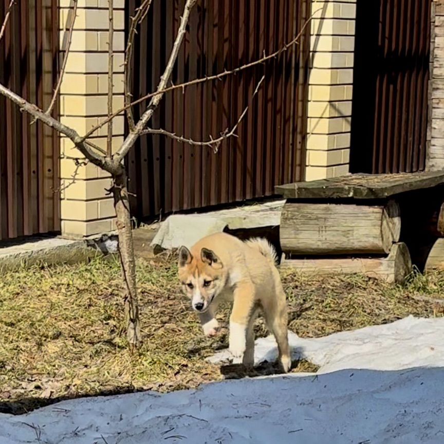Западносибирская лайка, щенок
