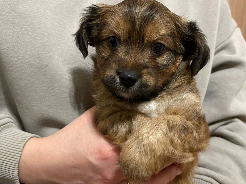 Щенки маленькой породы