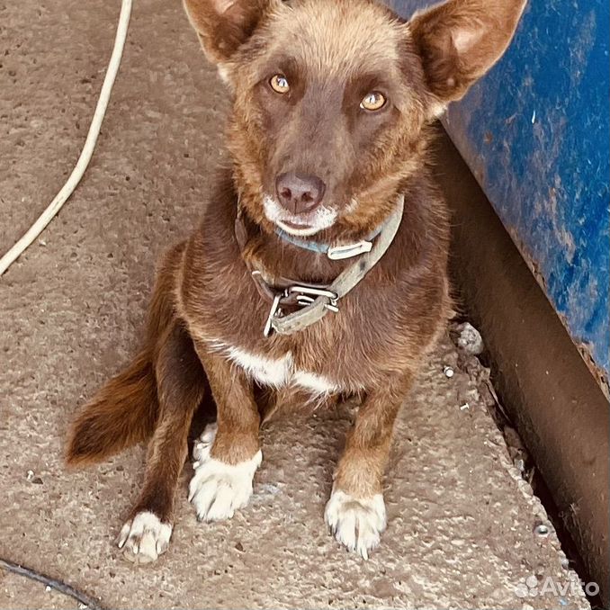 Собака найдена, по кличке ржавый