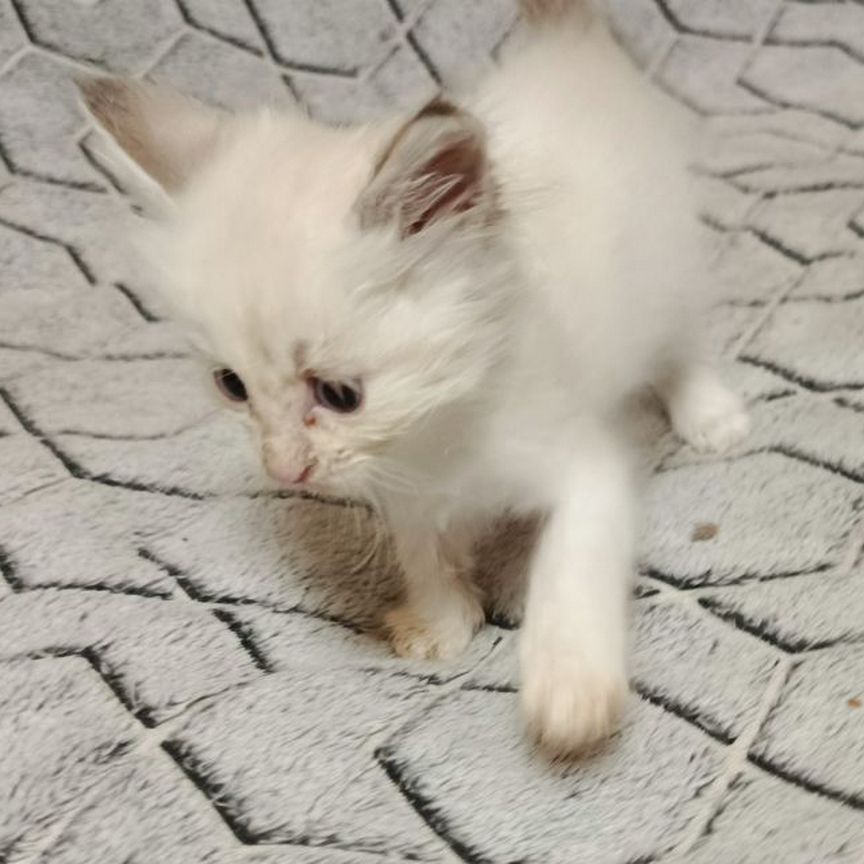 Котенок бесплатно