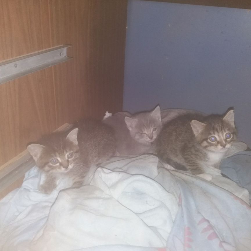 Котята