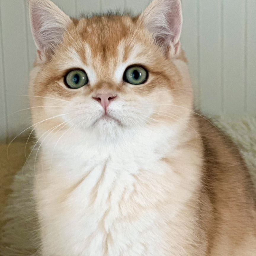 Котик 3 мес.окраса золотая шиншилла