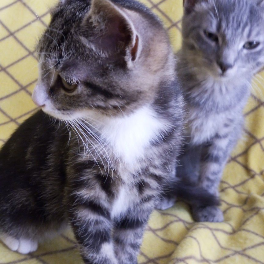 Два малыша ищут мам-пап