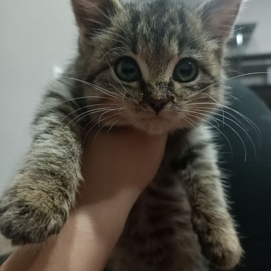 Котенок в добрые руки