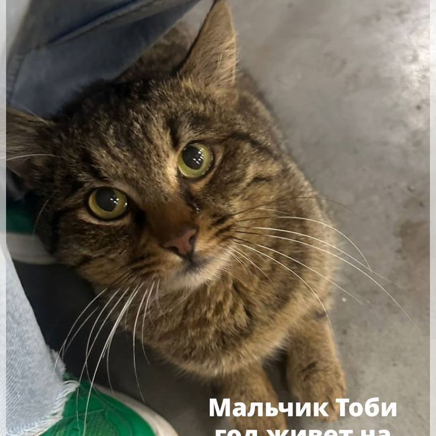 Взрослый кот в добрые руки