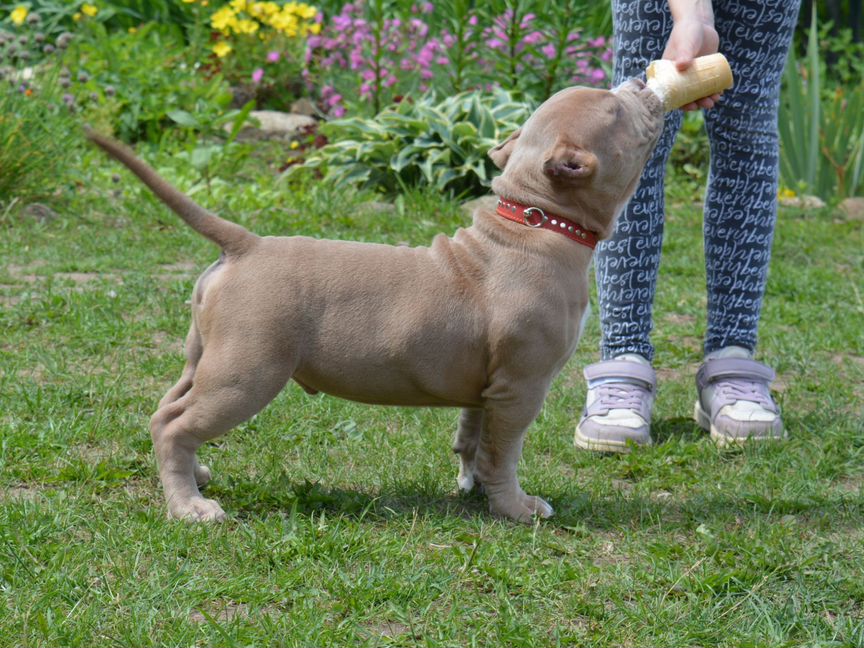 Булли мальчик стандарт