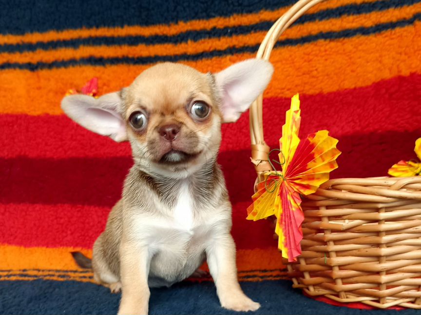 Шоко- соболиная девочка чихуахуа
