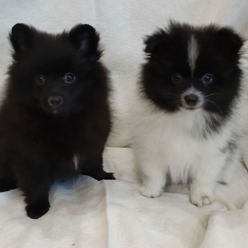 Померанский шпиц, щенок