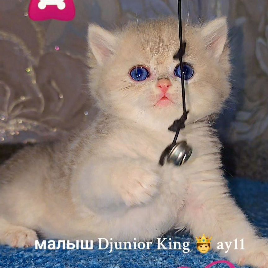 Британские котята голубое золото мальчик