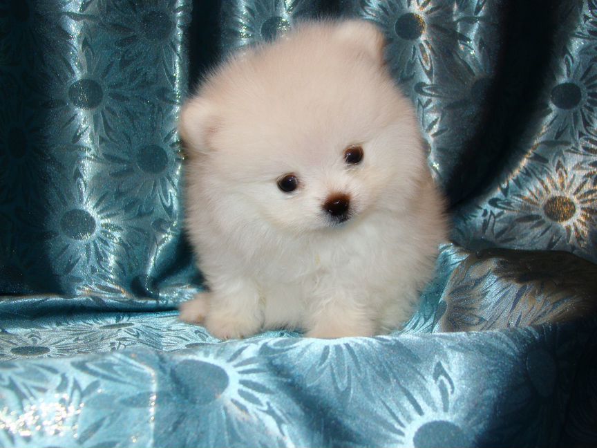 Шпиц мальчик померанчик