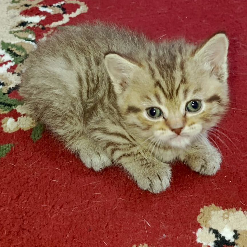 Шотландский вислоухий длинношёрстный котёнок