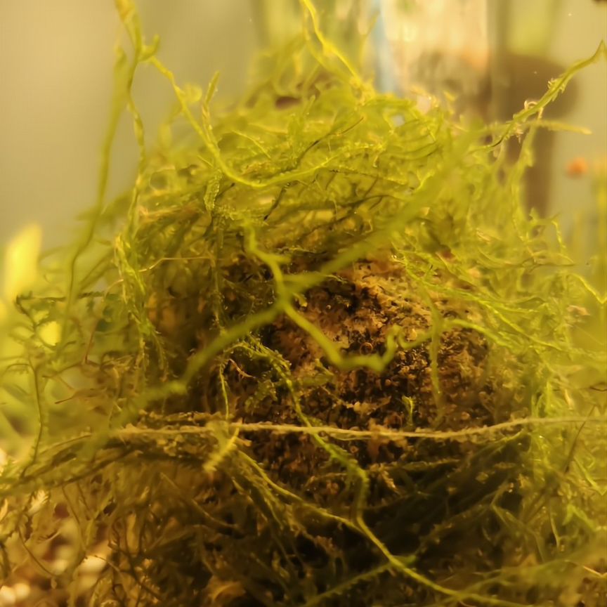 Мох для аквариума