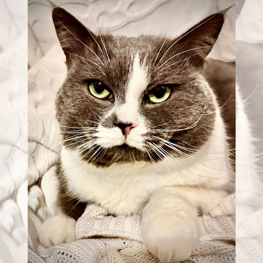 Взрослый кот в добрые руки