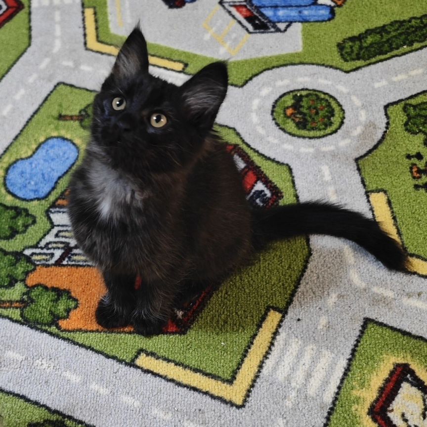 Смесь Тайского кота и сибирской кошки