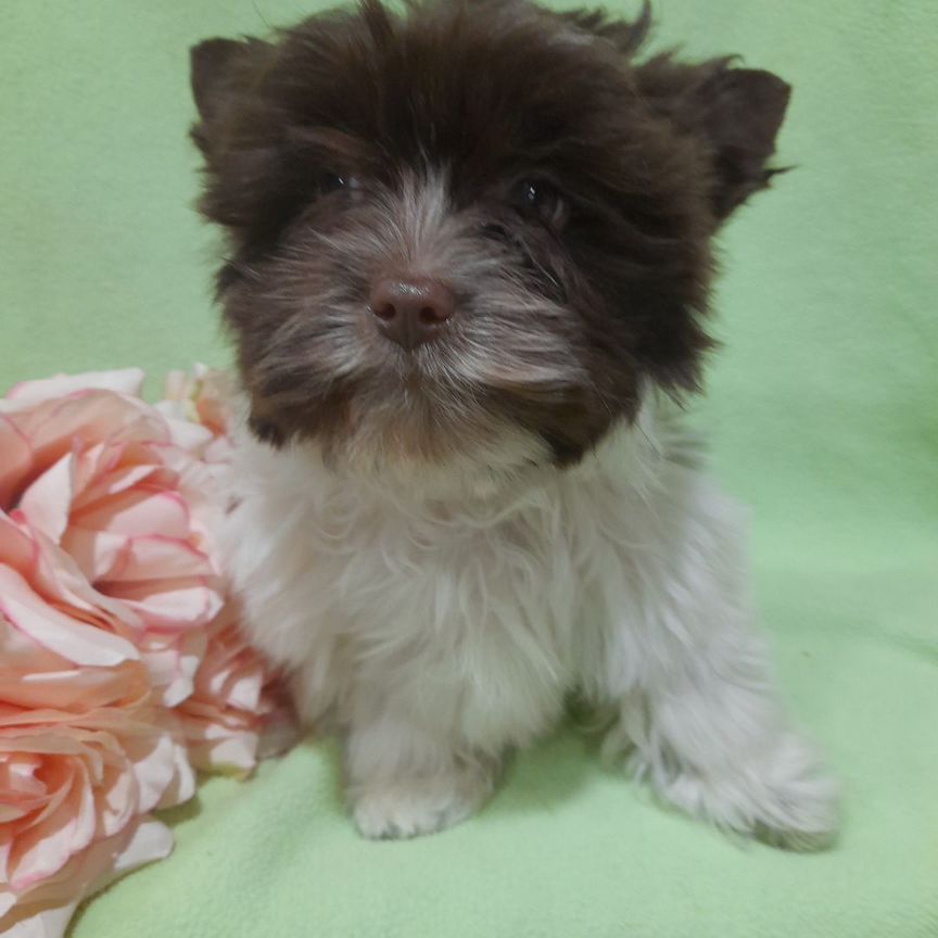 Красавчик-биройорк