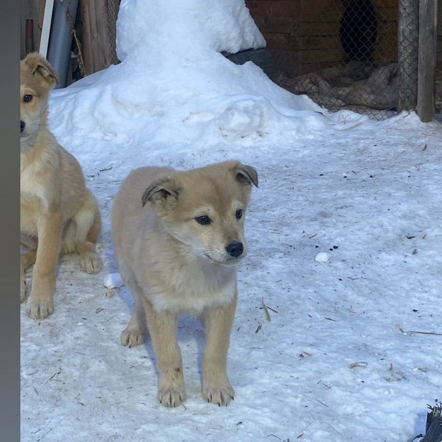 Щенок в добрые руки