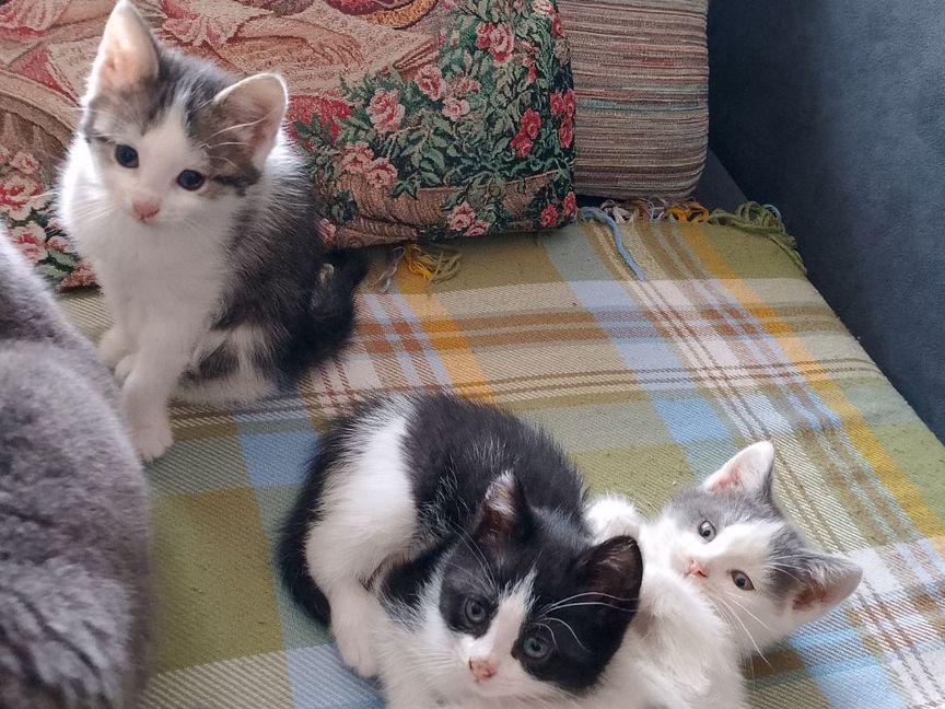 Котята в добрые руки бесплатно