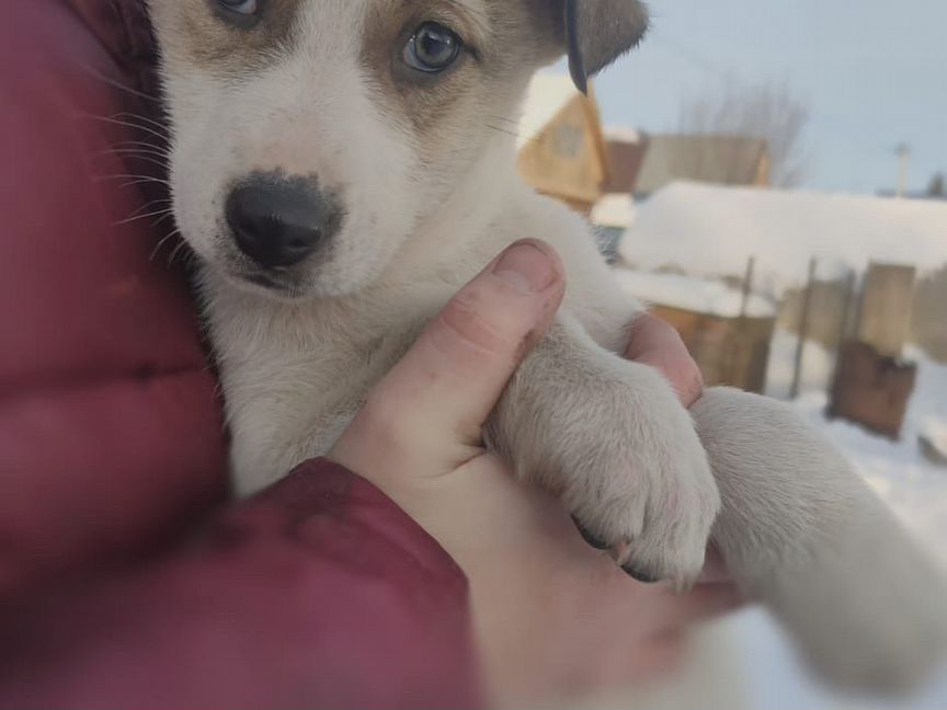 Собачка девочка 2 месяца