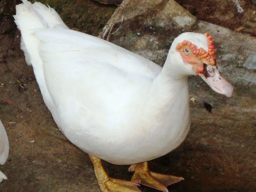 Индоутки белые